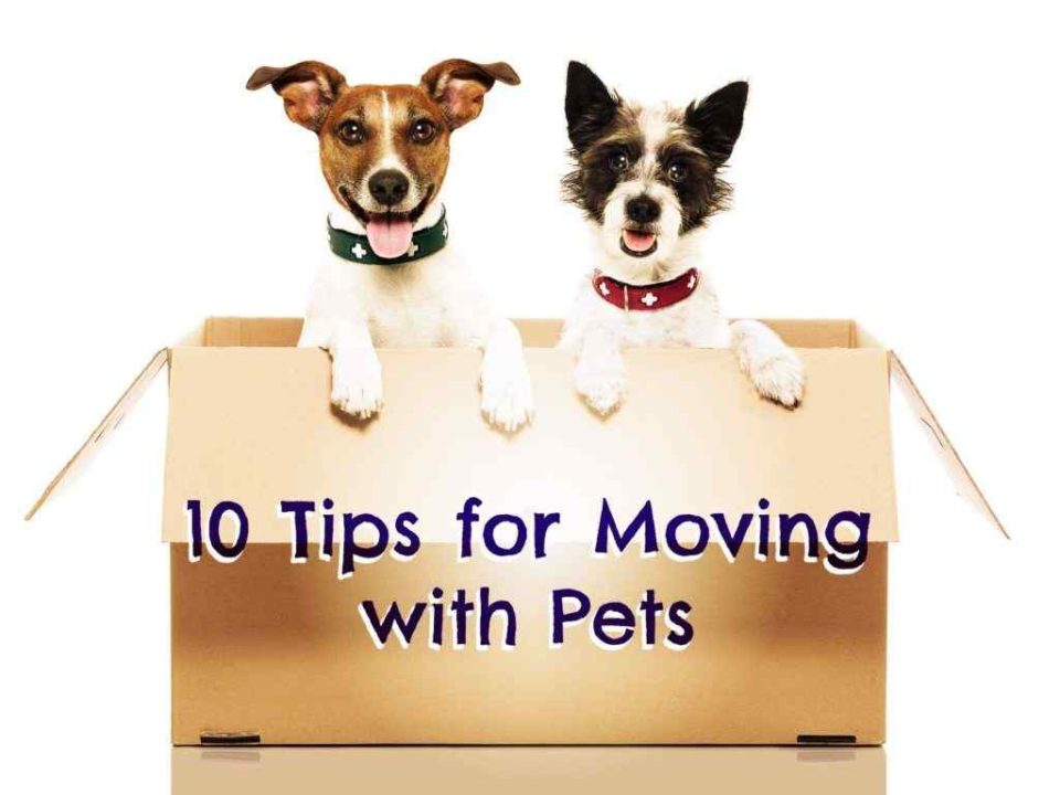 tips for moving with pets | Info Captain