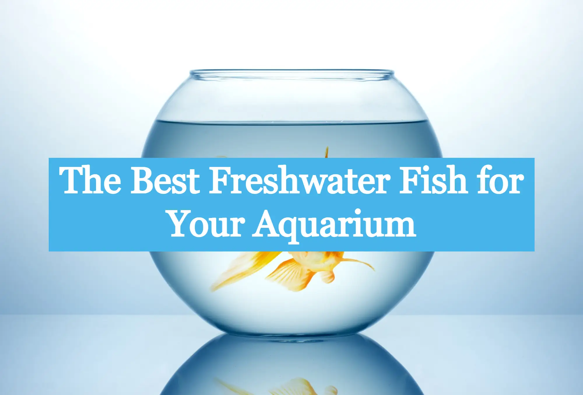 The Best Freshwater Fish for Your Aquarium