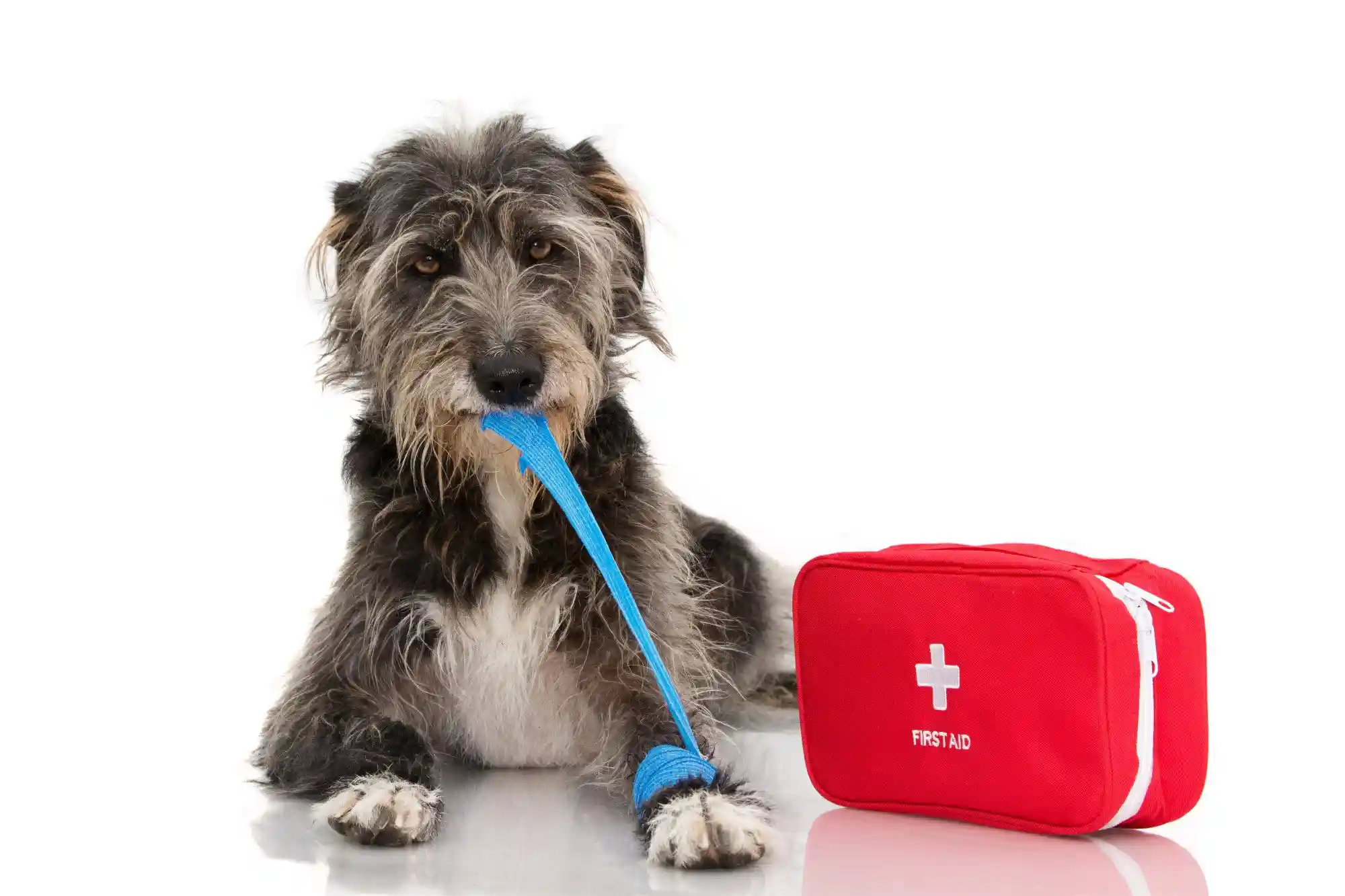 Puppy CPR: What You Need to Know | Info Captain