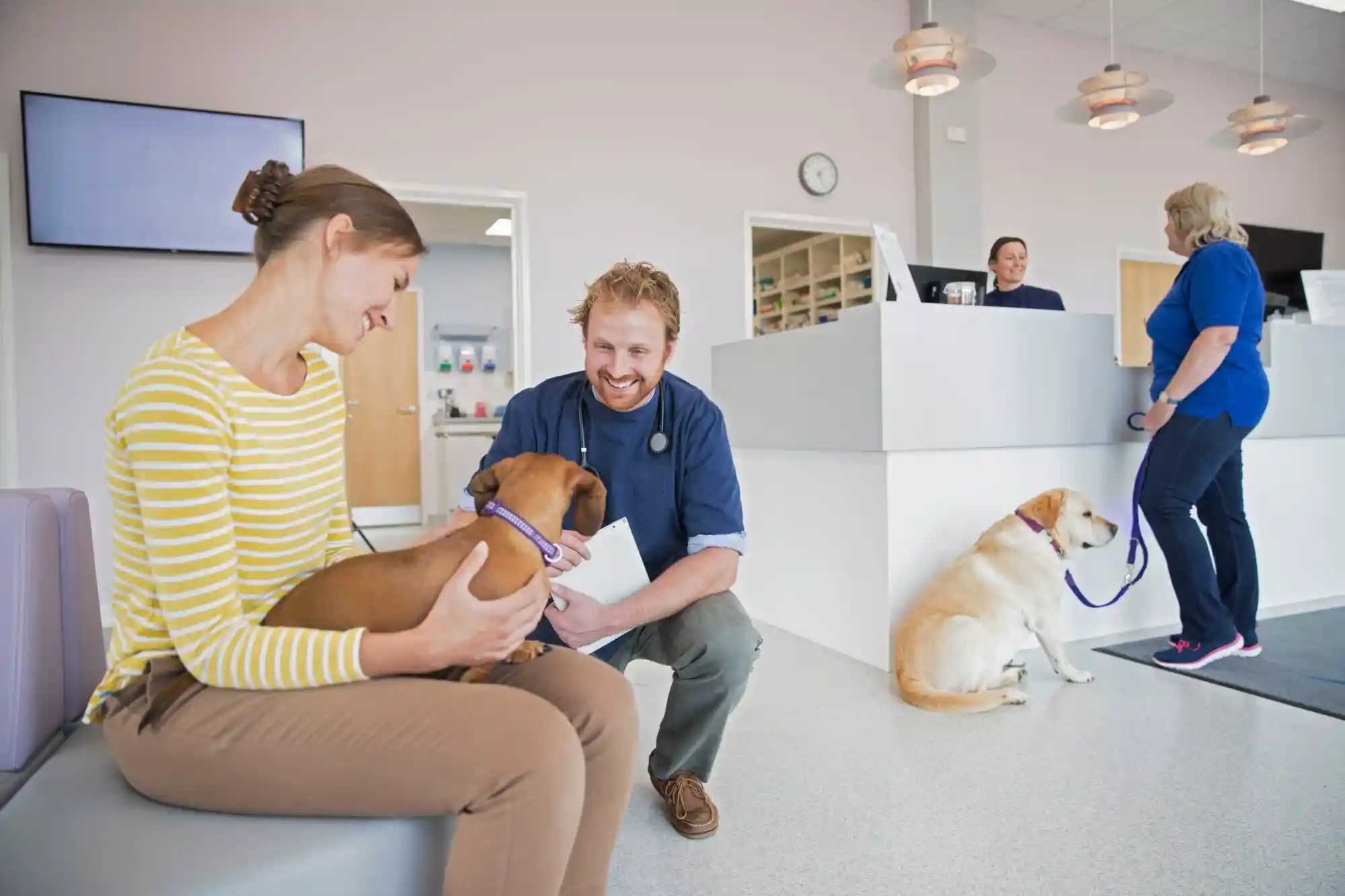 Tips for Choosing Veterinary Liability Insurance