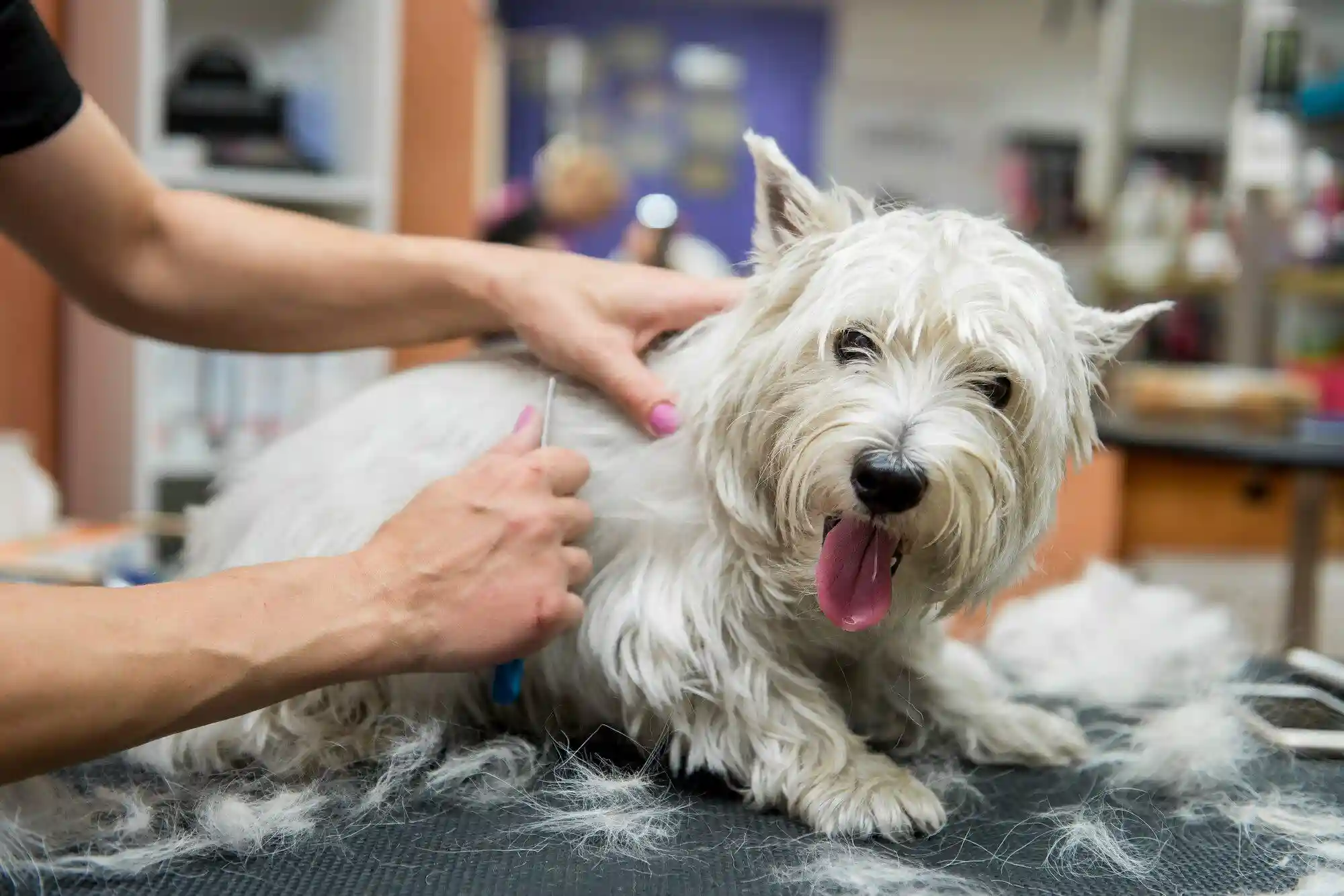 The Benefits of Opening a Mobile Pet Grooming Business