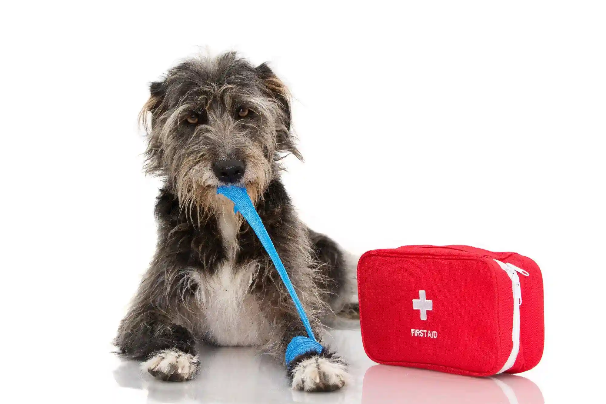 The Ultimate Guide to Creating the Perfect Pet First Aid Box